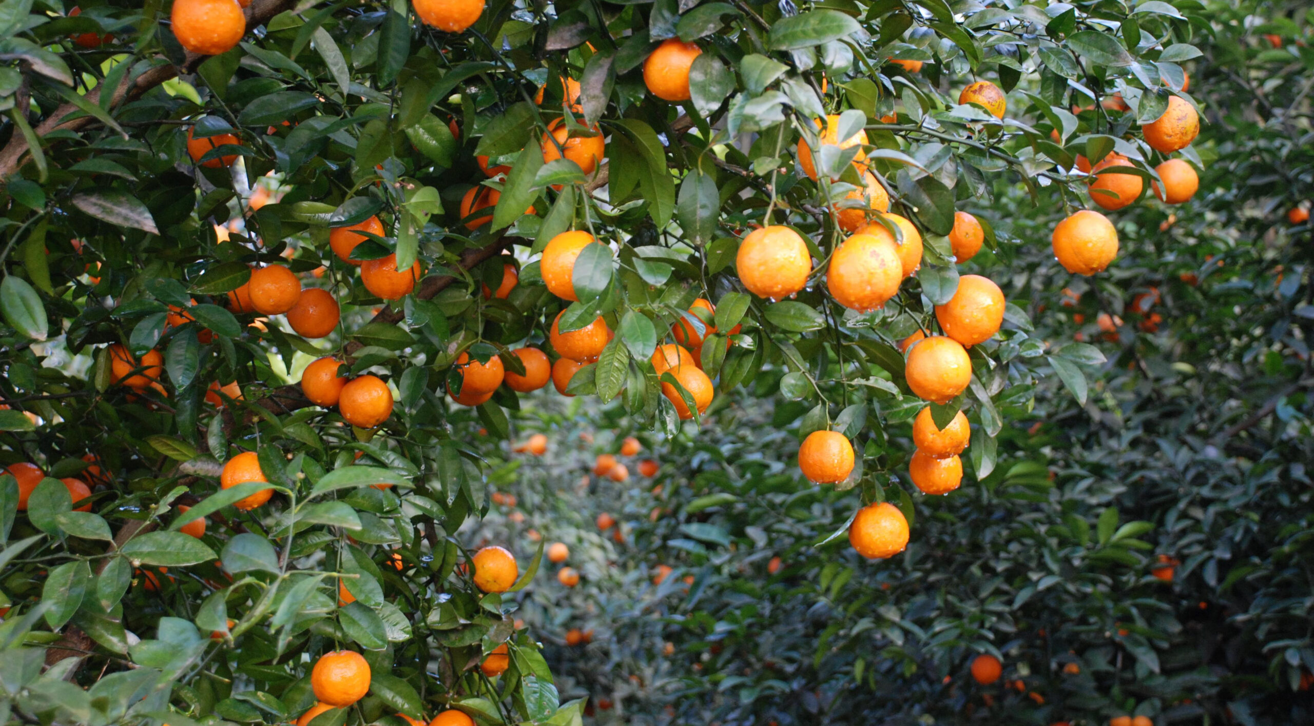 Spinosad: Australia's Top Choice for Fruit Fly Control - Pesticides ...