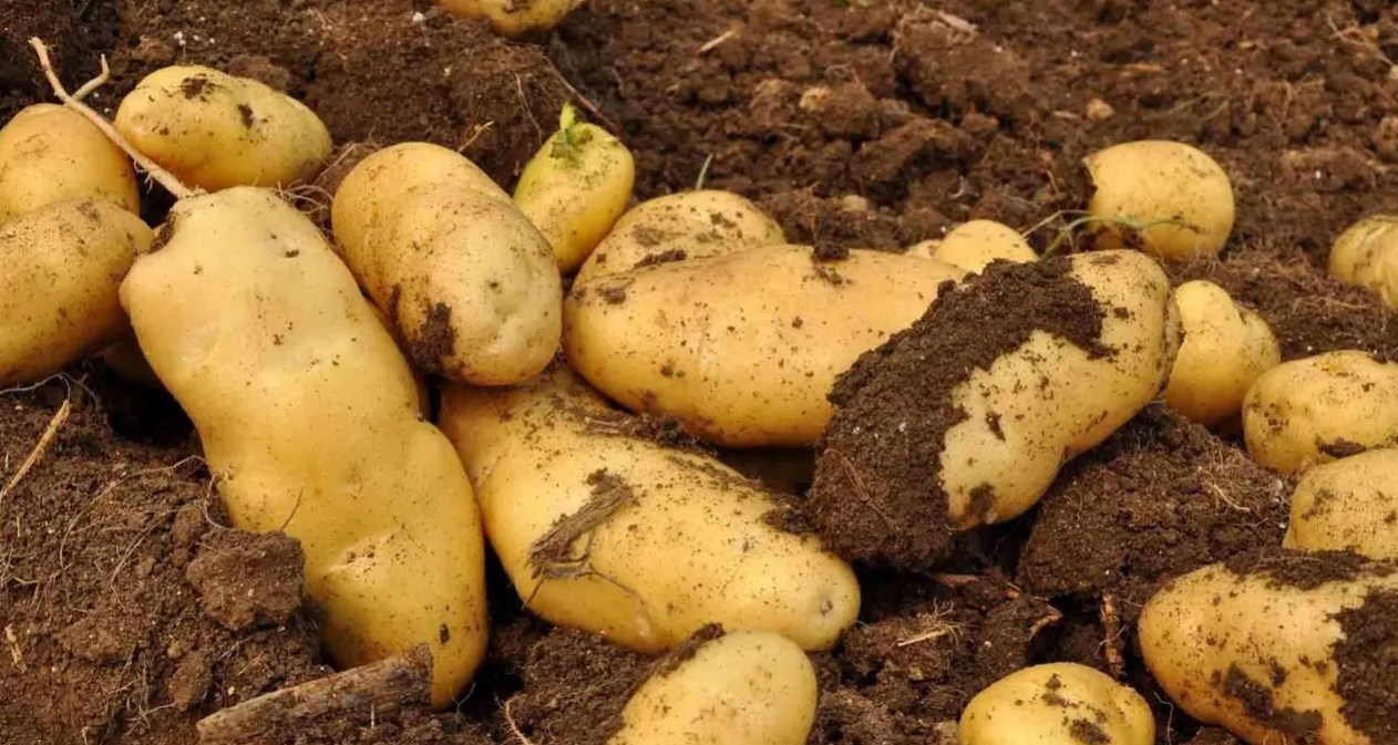 Total Potato Solution - Pesticides products,Herbicides,Fungicide and ...