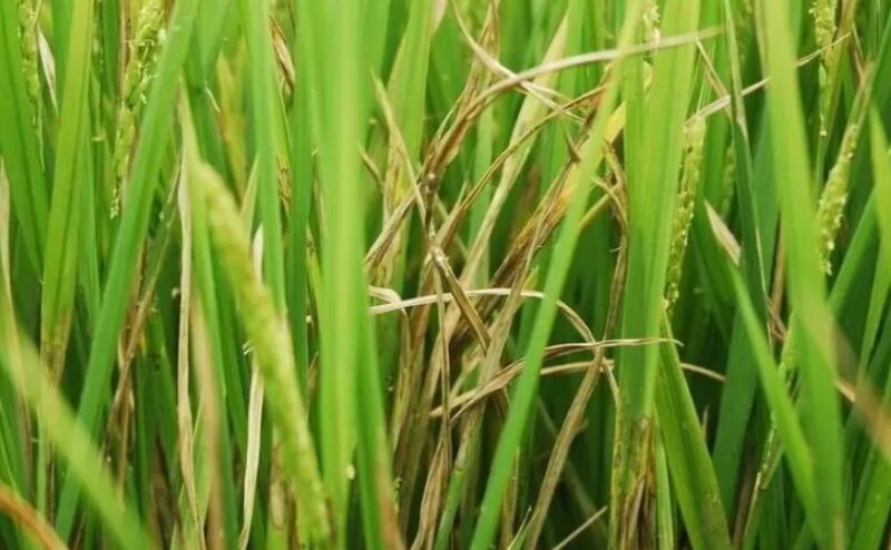 Rice pests and their control - Pesticides products,Herbicides,Fungicide ...