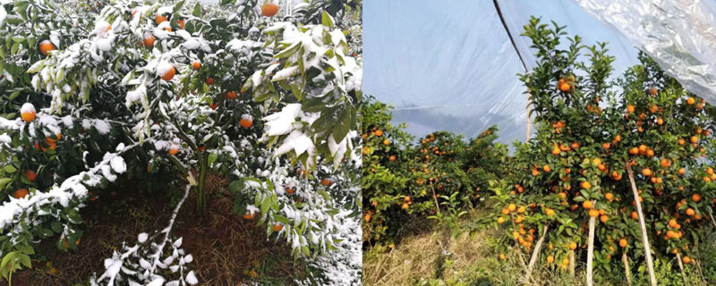 How to protect citrus from freezing damage