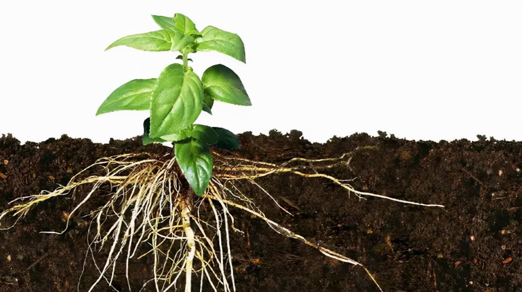 Seed treatment for spring crops - Pesticides products,Herbicides ...