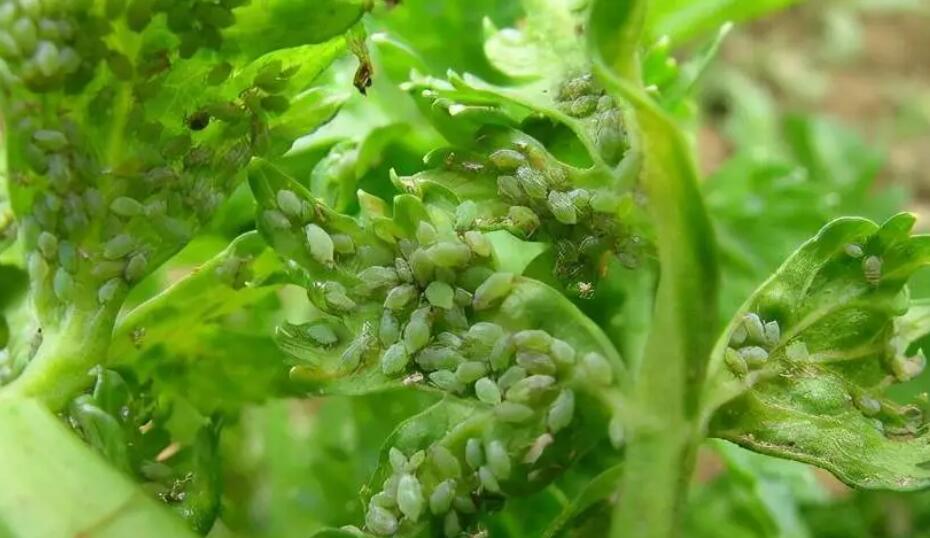 Aphids control methods and insecticides - Pesticides products ...