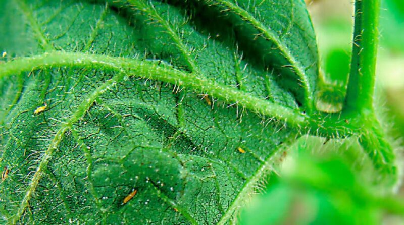 Thrips Control on Plants - Pesticides products,Herbicides,Fungicide and ...