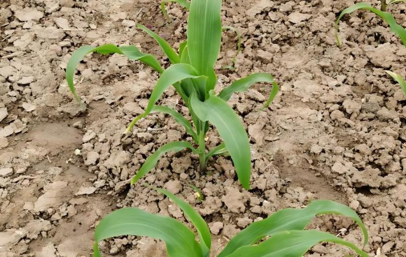 Related technologies of corn weed control (I) - closed weed control ...