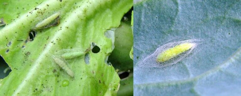 Diamondback moth in cabbage - Pesticides products,Herbicides,Fungicide and Insecticide,Plant ...