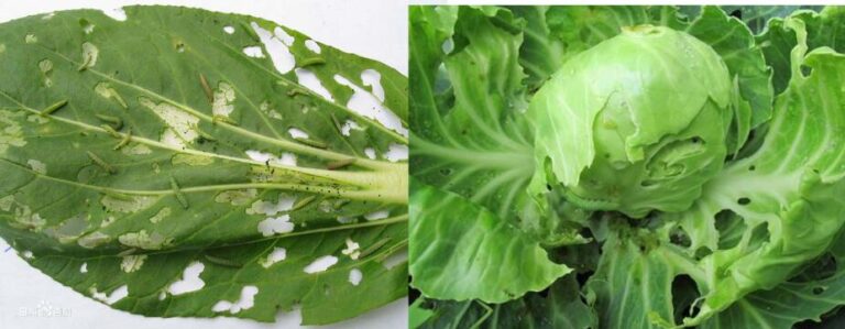 Diamondback moth in cabbage - Pesticides products,Herbicides,Fungicide ...