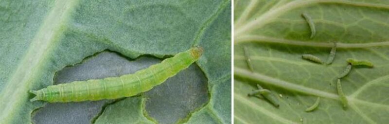 Diamondback moth in cabbage - Pesticides products,Herbicides,Fungicide and Insecticide,Plant ...